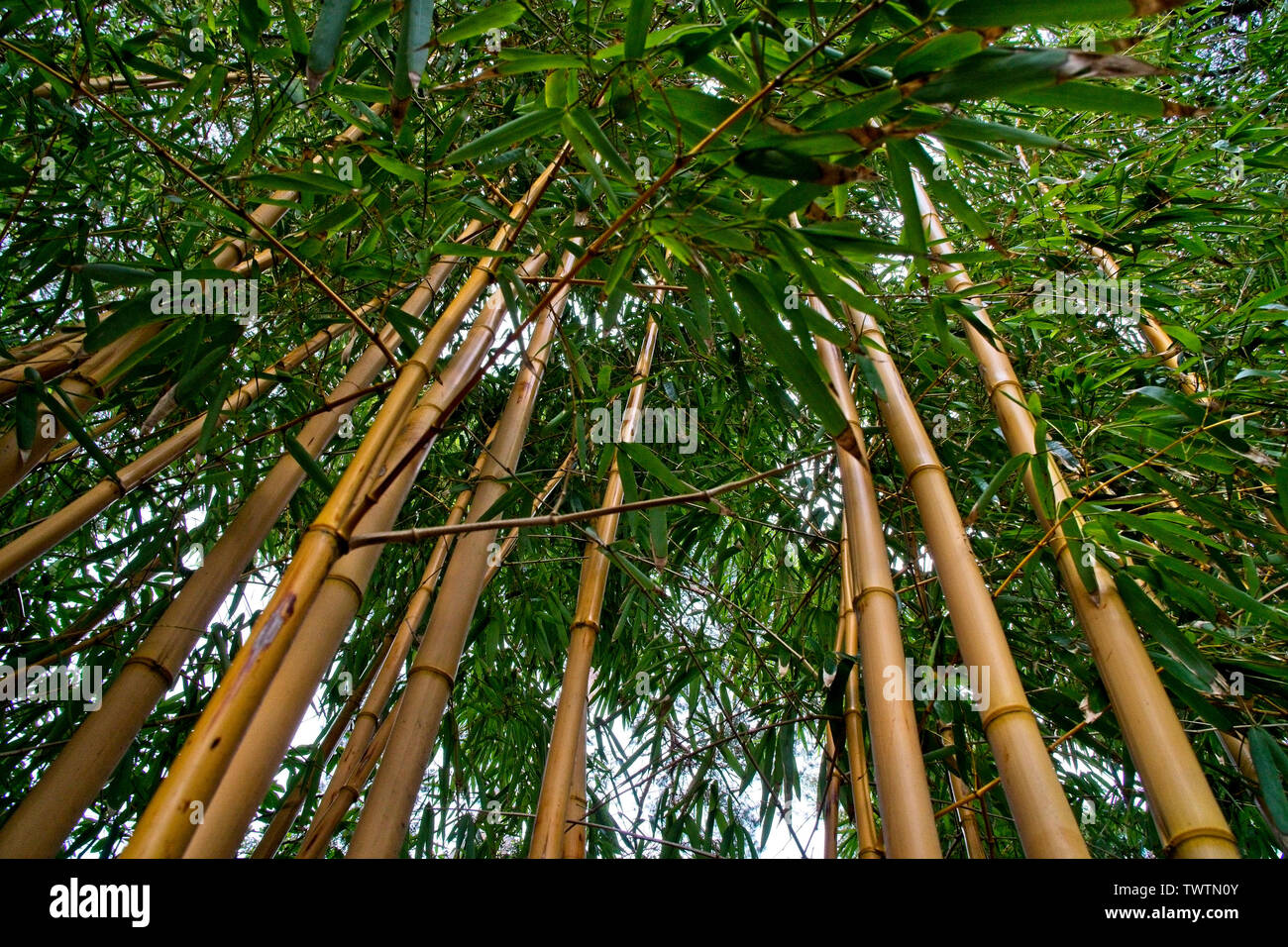 tall bamboo woods Stock Photo - Alamy