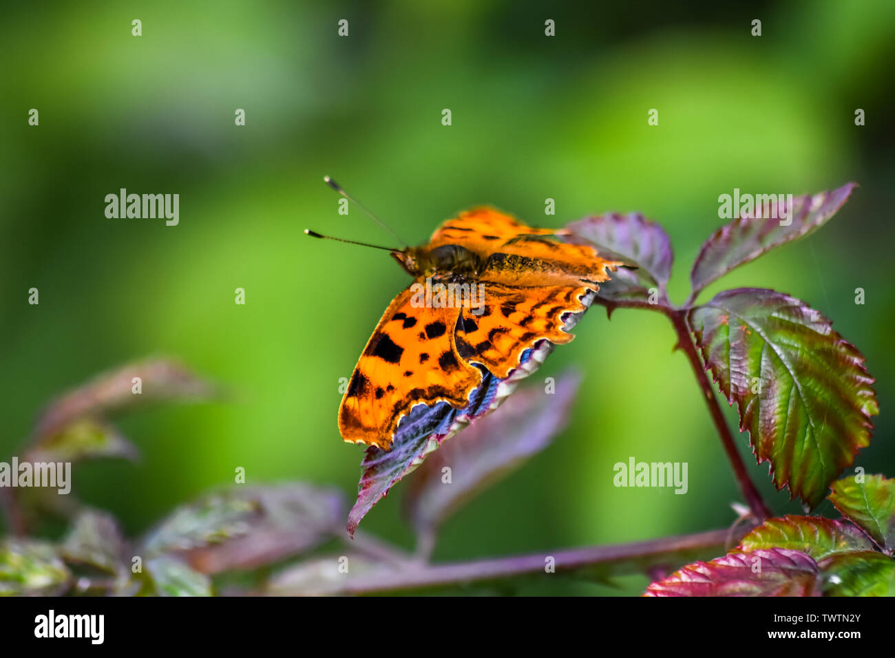 Leaf like butterfly hi-res stock photography and images - Alamy