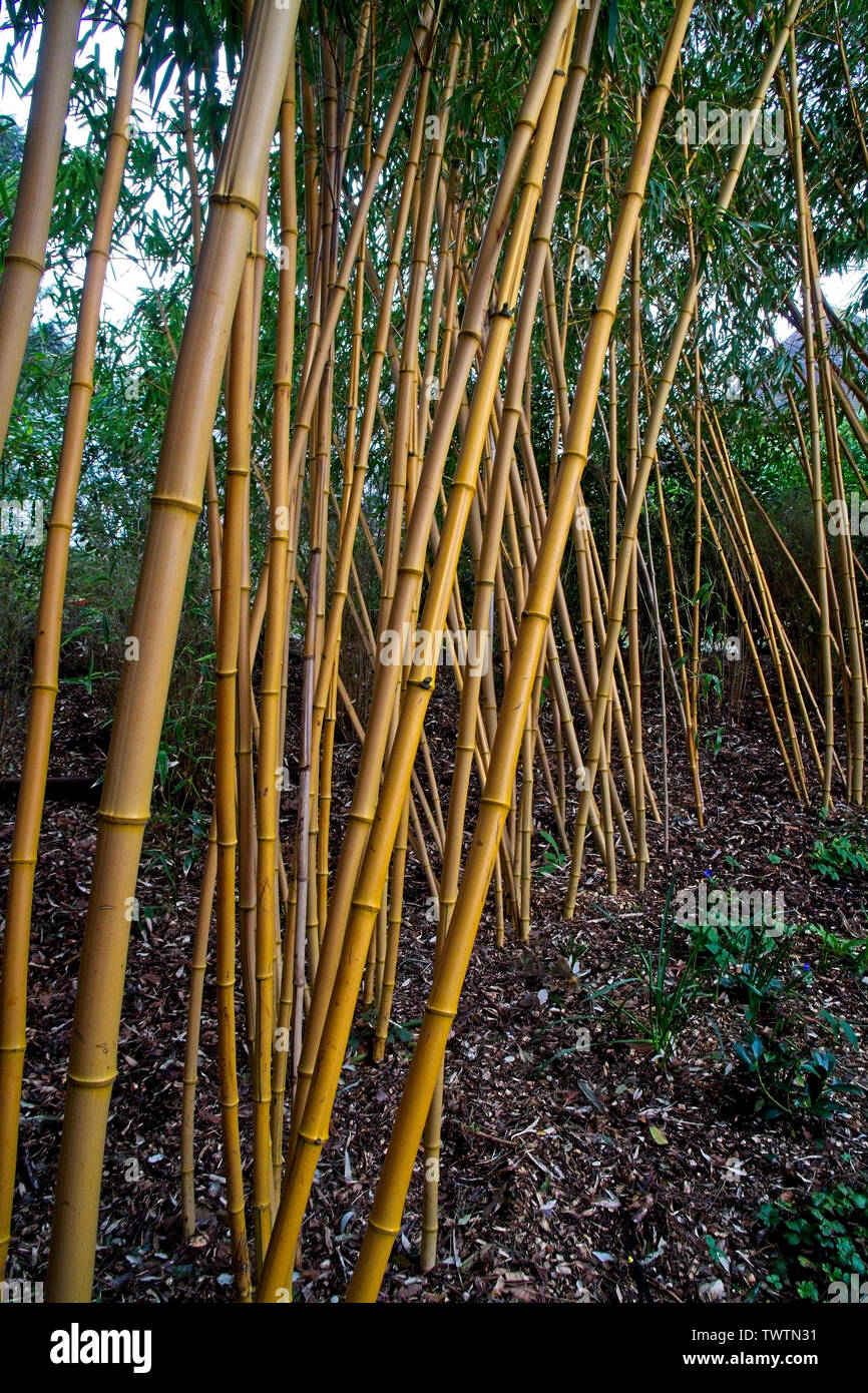 Tall bamboo plants hi-res stock photography and images - Alamy