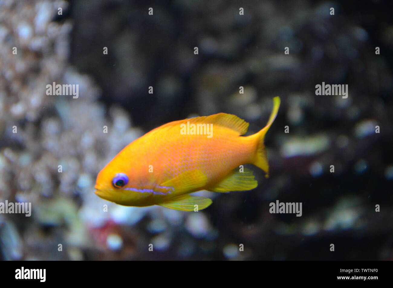 Tropical fish in aquarium Stock Photo - Alamy