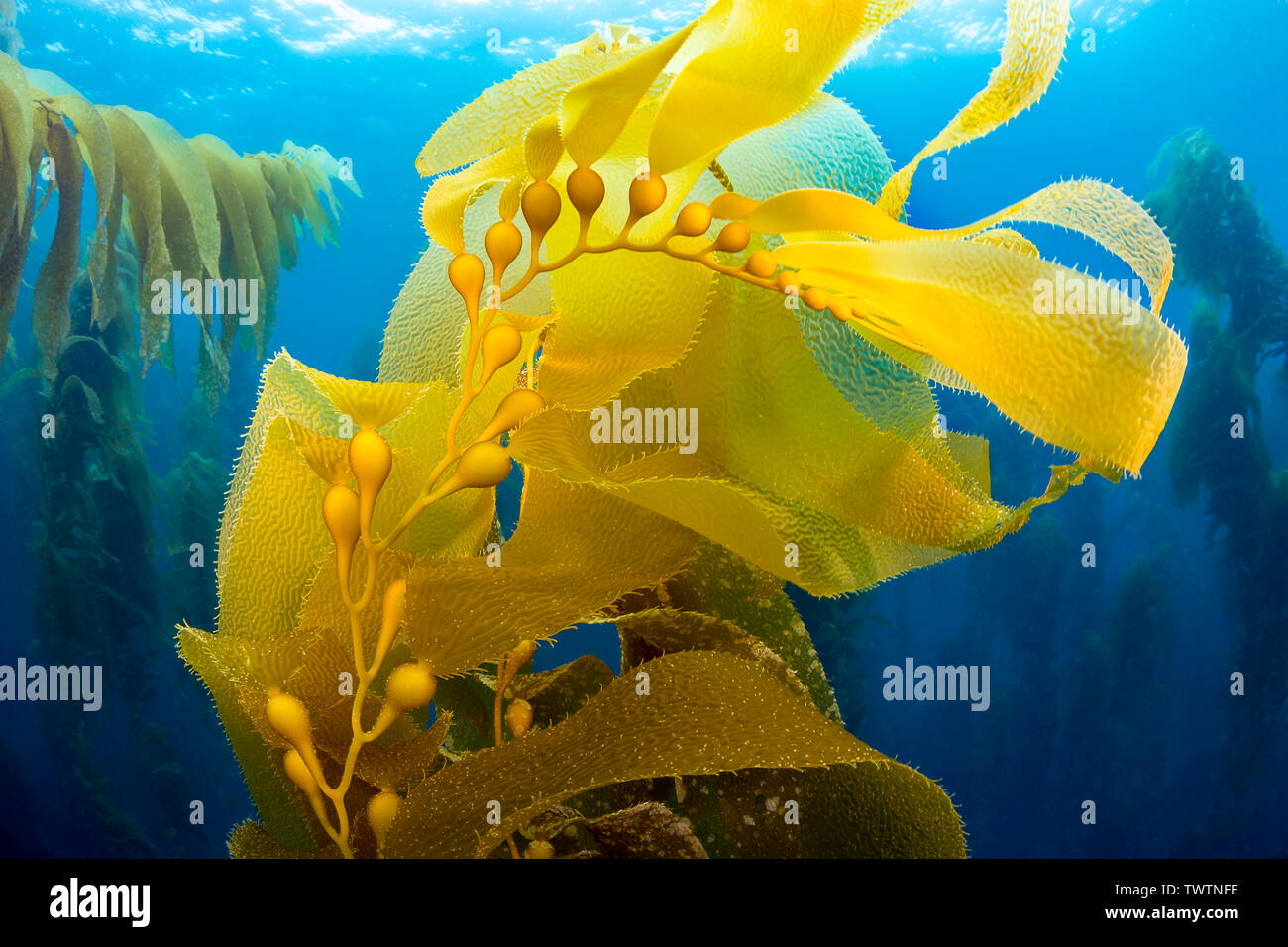 Macrocystis pyrifera hi-res stock photography and images - Alamy