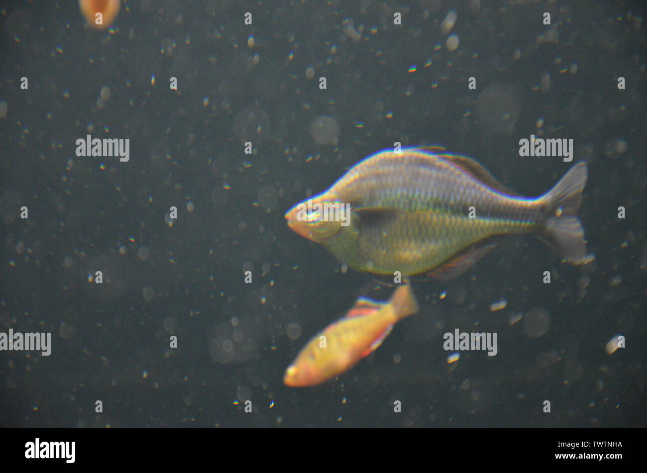Tropical fish in aquarium Stock Photo - Alamy