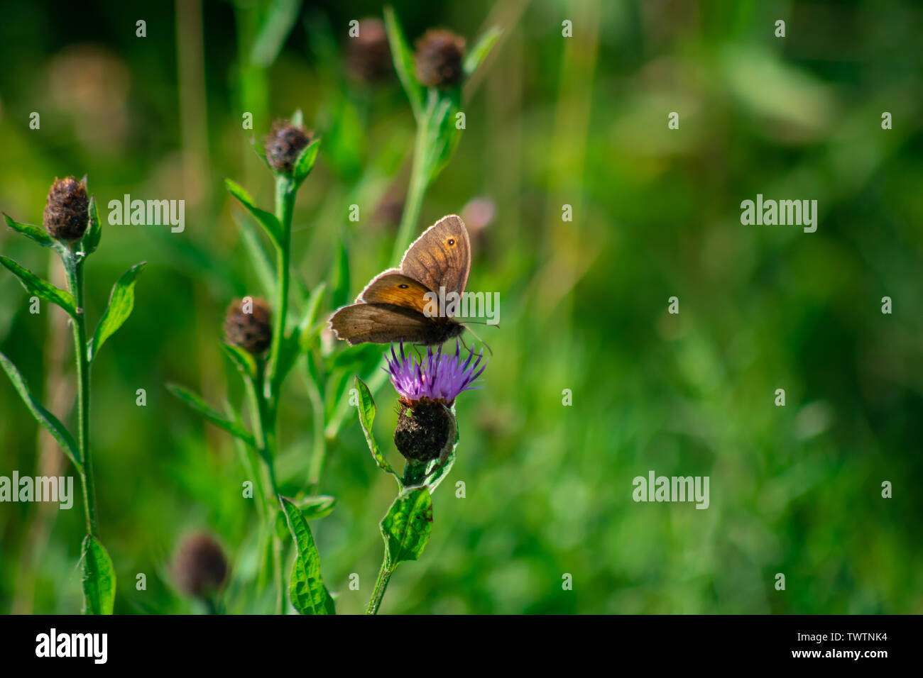 Real Purple Butterfly Flying