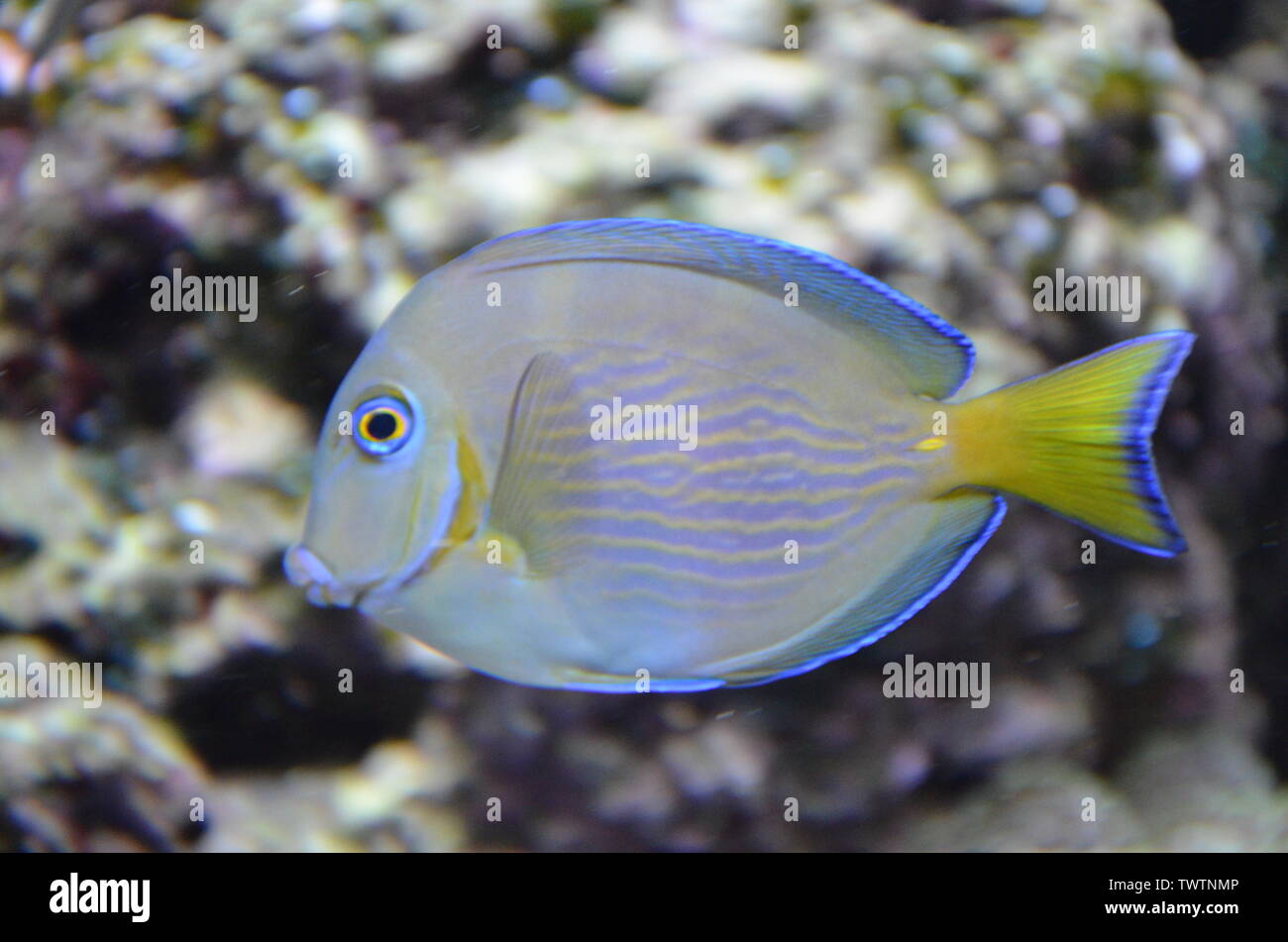 Tropical fish in aquarium Stock Photo - Alamy