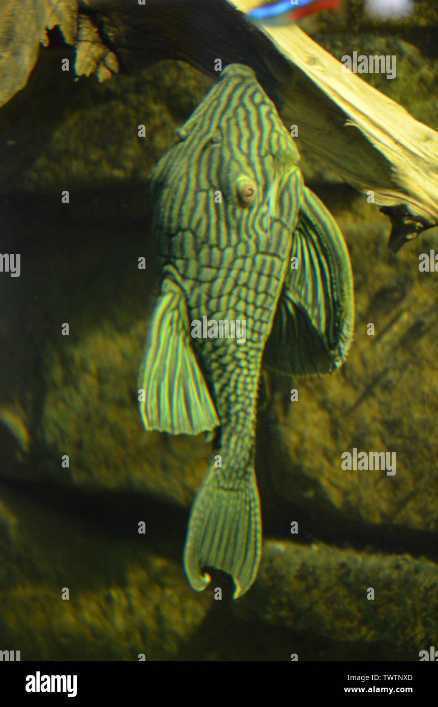 Tropical fish in aquarium Stock Photo - Alamy