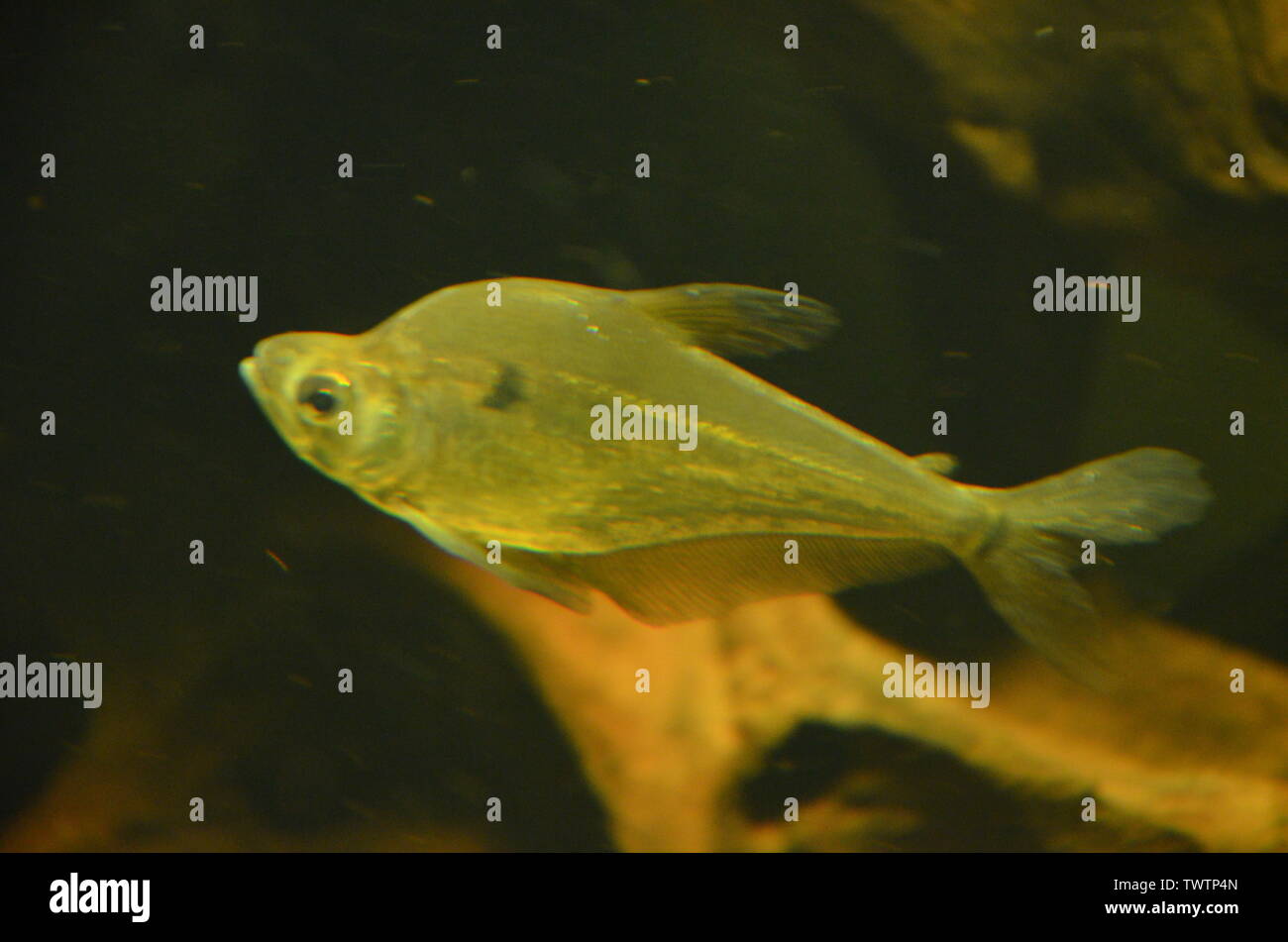 Tropical fish in aquarium Stock Photo - Alamy