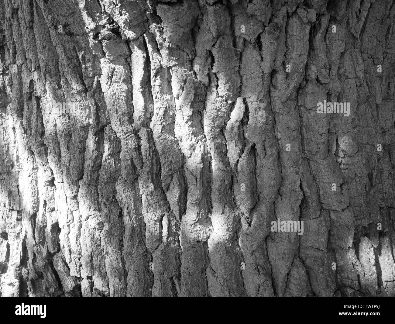 Ancient tree texture hi-res stock photography and images - Alamy