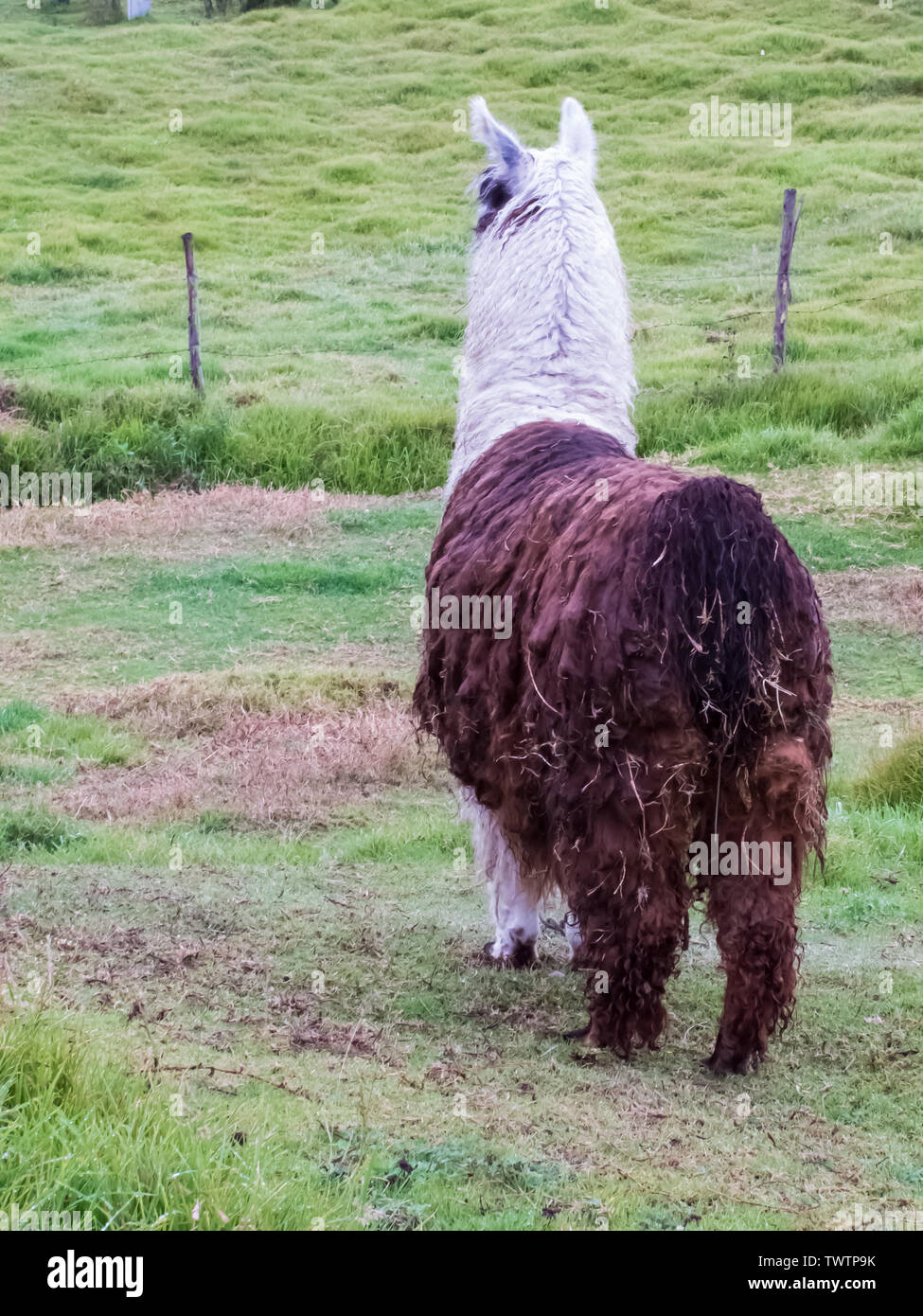 Llama also called alpaca on a green field at the Colombian mountains ...