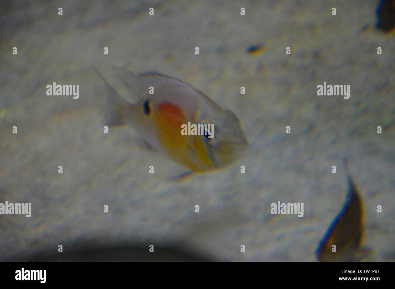 Tropical fish in aquarium Stock Photo - Alamy