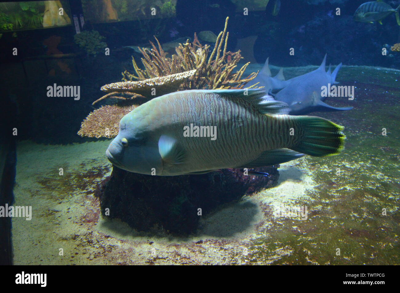 Tropical fish in aquarium Stock Photo - Alamy