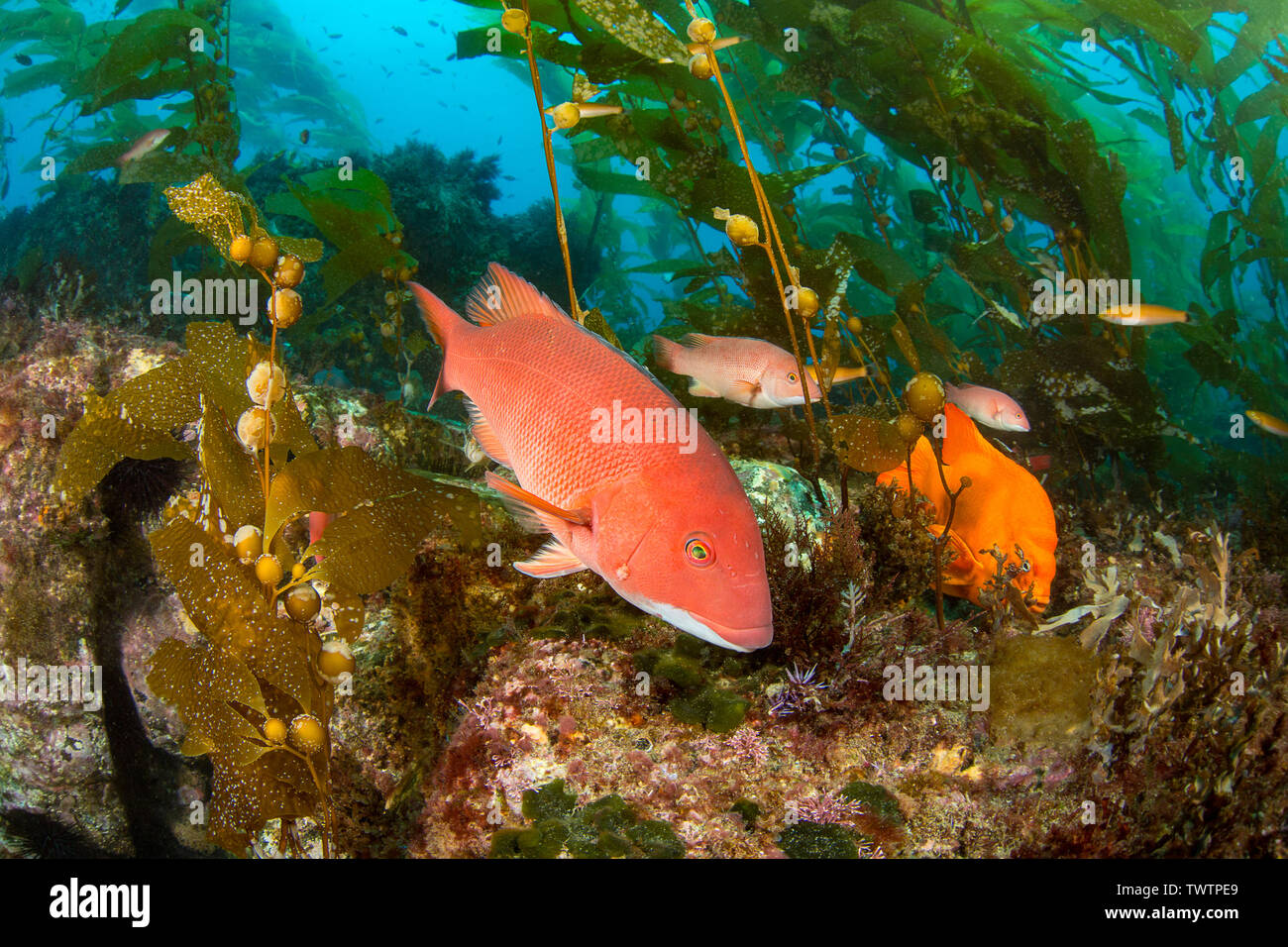 A female sheephead, Semicossyphus pulcher and garibaldi, Hypsypops ...