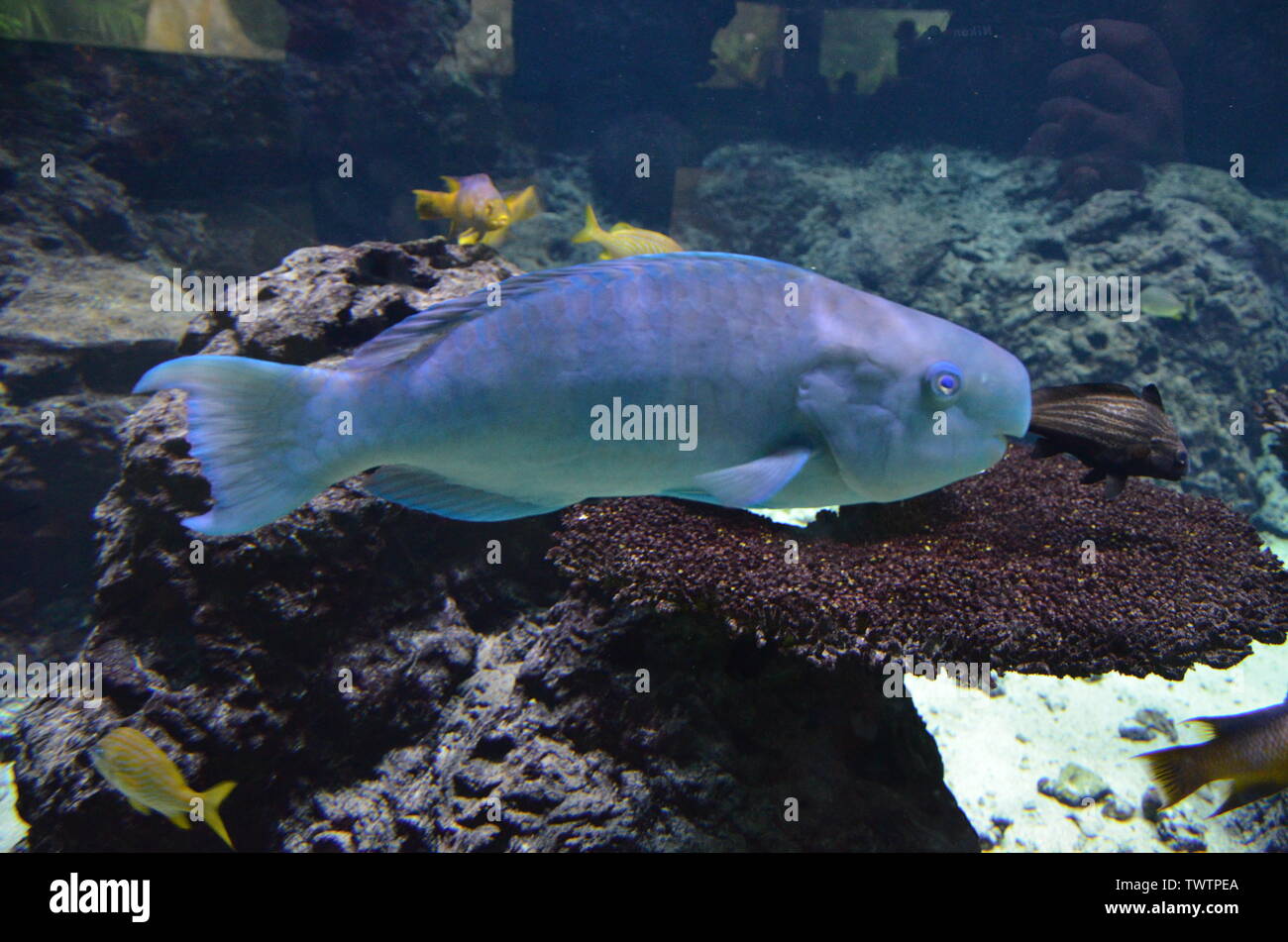 Tropical fish in aquarium Stock Photo - Alamy