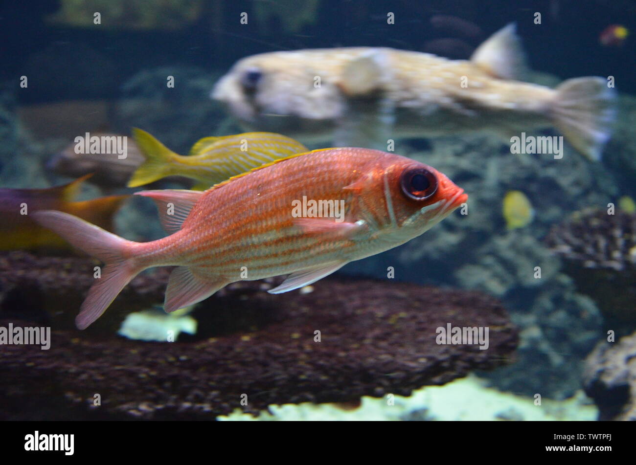 Tropical fish in aquarium Stock Photo - Alamy