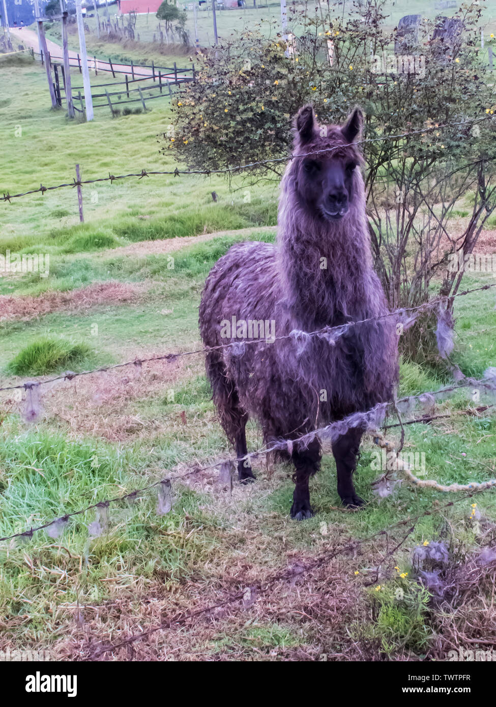 Llama also called alpaca on a green field at the Colombian mountains ...