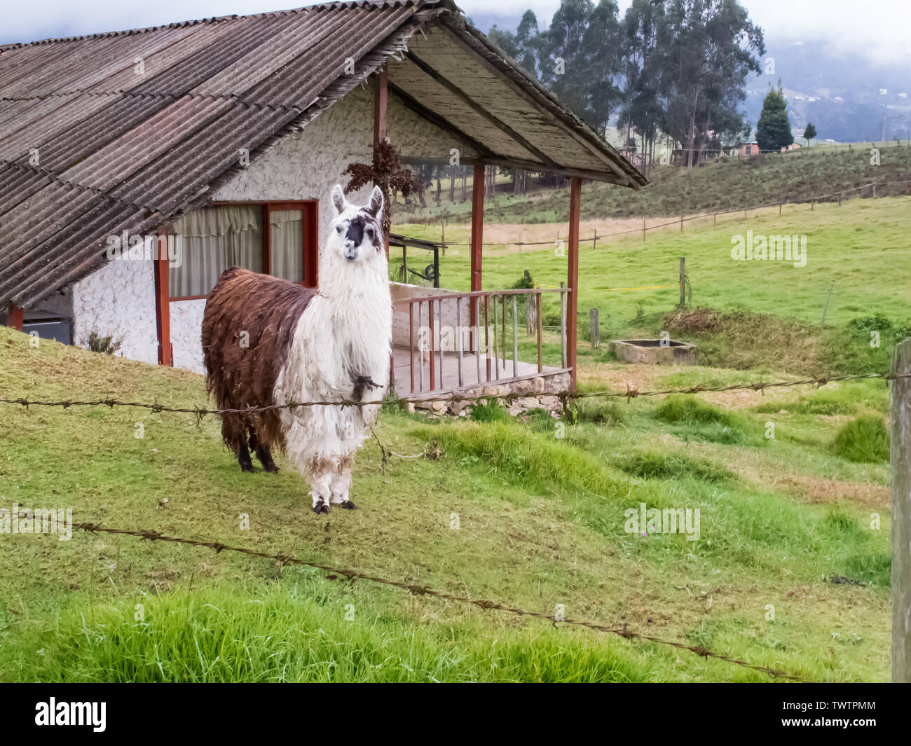 Llama also called alpaca on a green field at the Colombian mountains ...