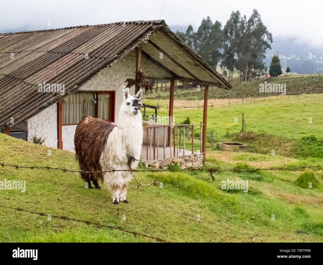 Llama also called alpaca on a green field at the Colombian mountains ...