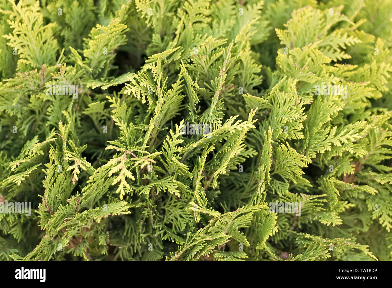 Green wall of cupressus tree as background texture. Natural wallpaper ...