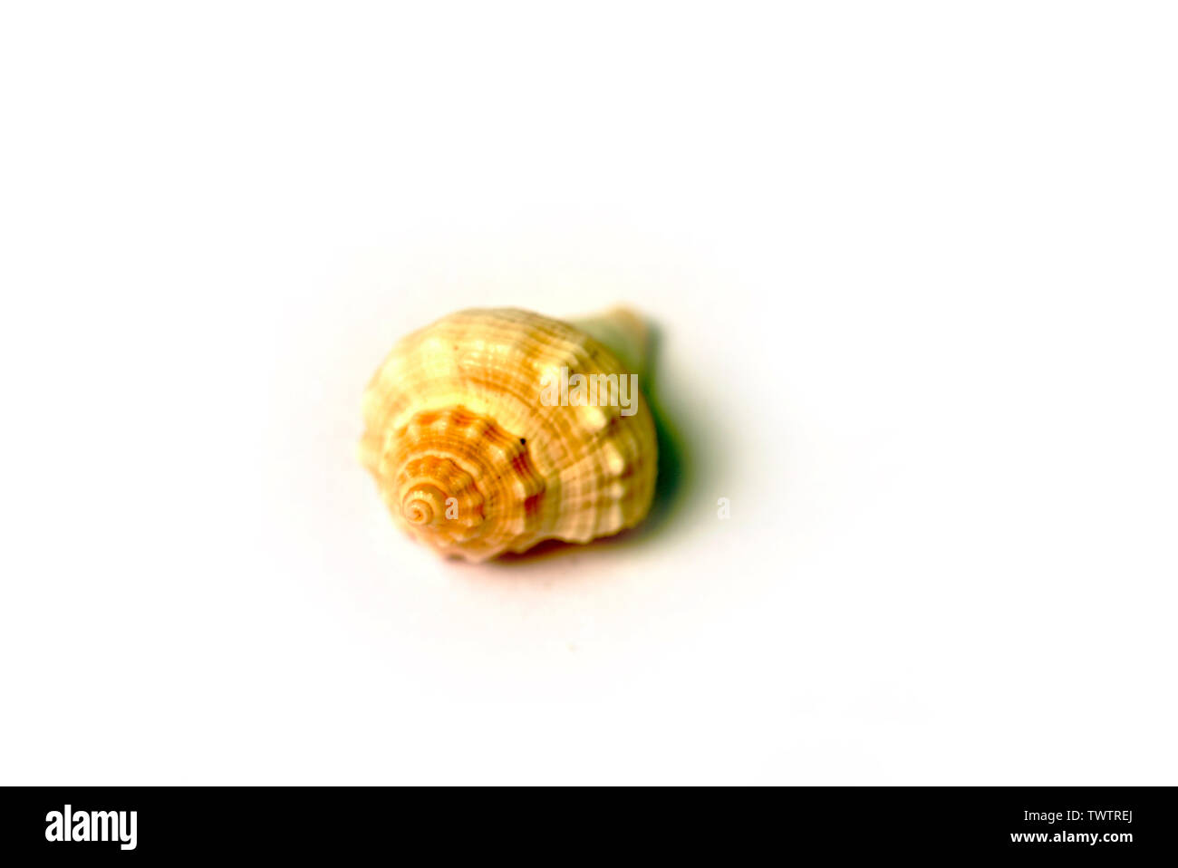 Isolated shot of seashell on white background Stock Photo - Alamy