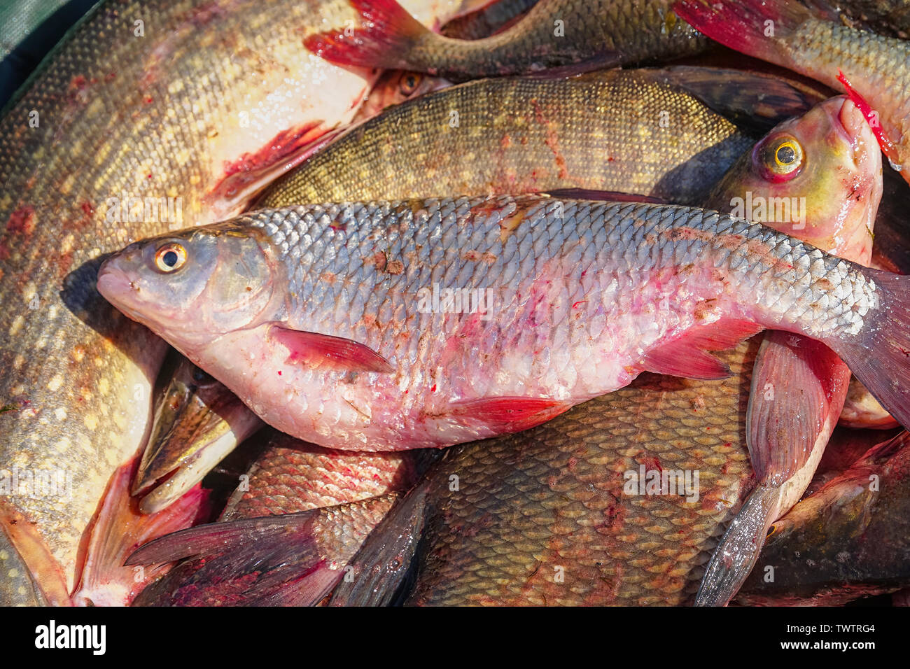 Many river fish. Freshwater fish - Carp, roach, Rudd, pike , bream, etc ...