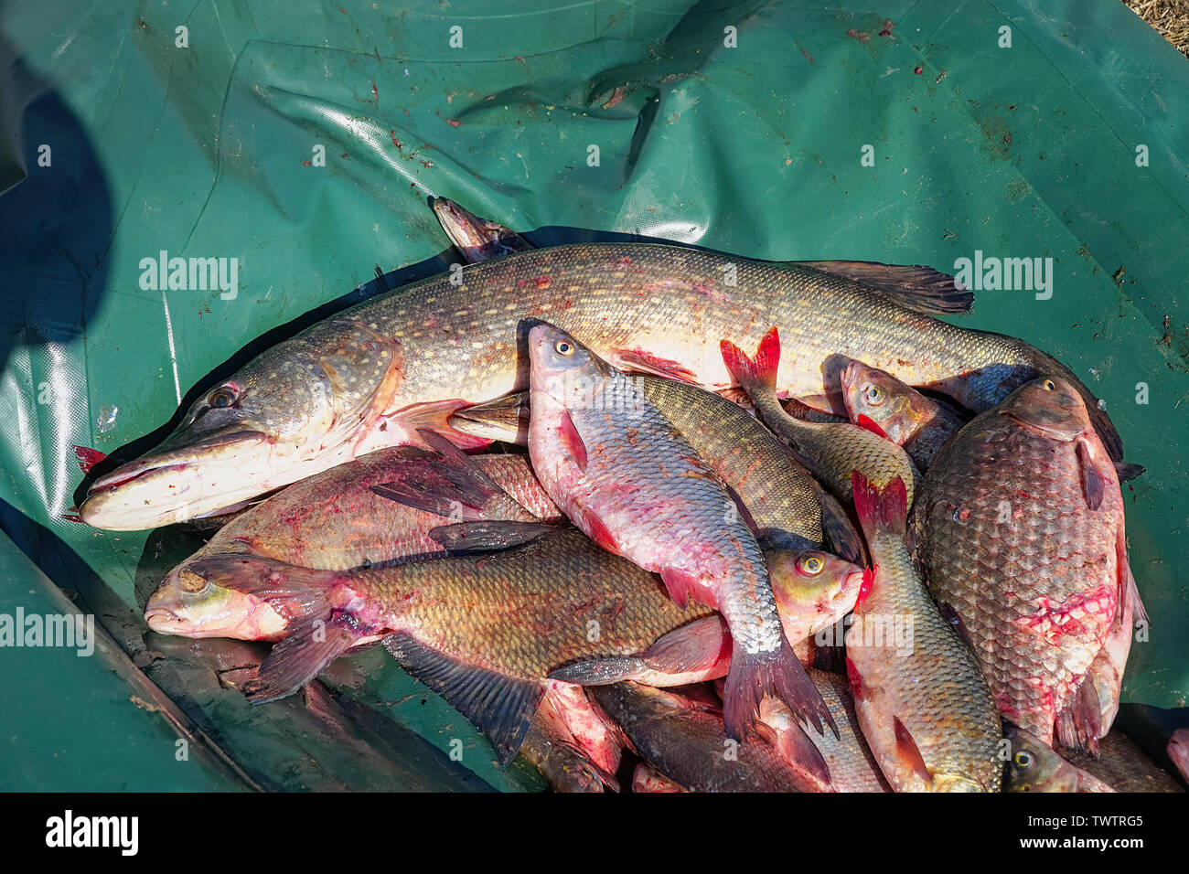 Many river fish. Freshwater fish - Carp, roach, Rudd, pike , bream, etc ...
