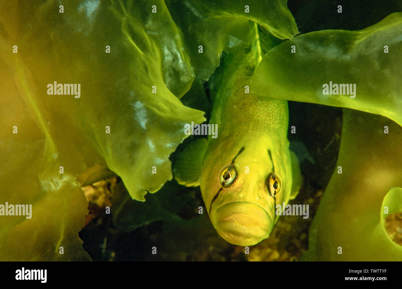 Gunnel hi-res stock photography and images - Alamy
