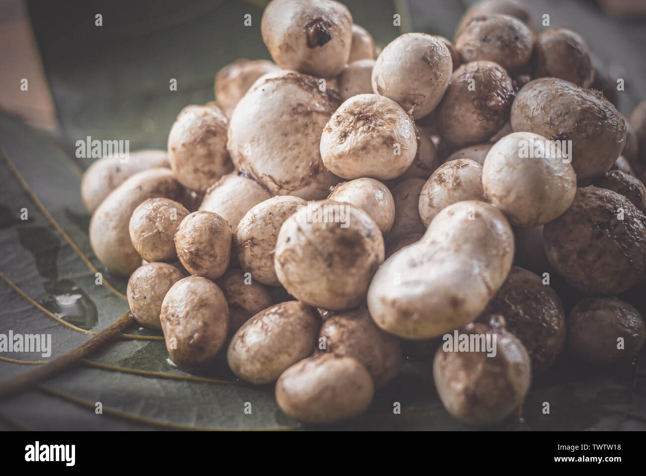False earthstar hi-res stock photography and images - Alamy