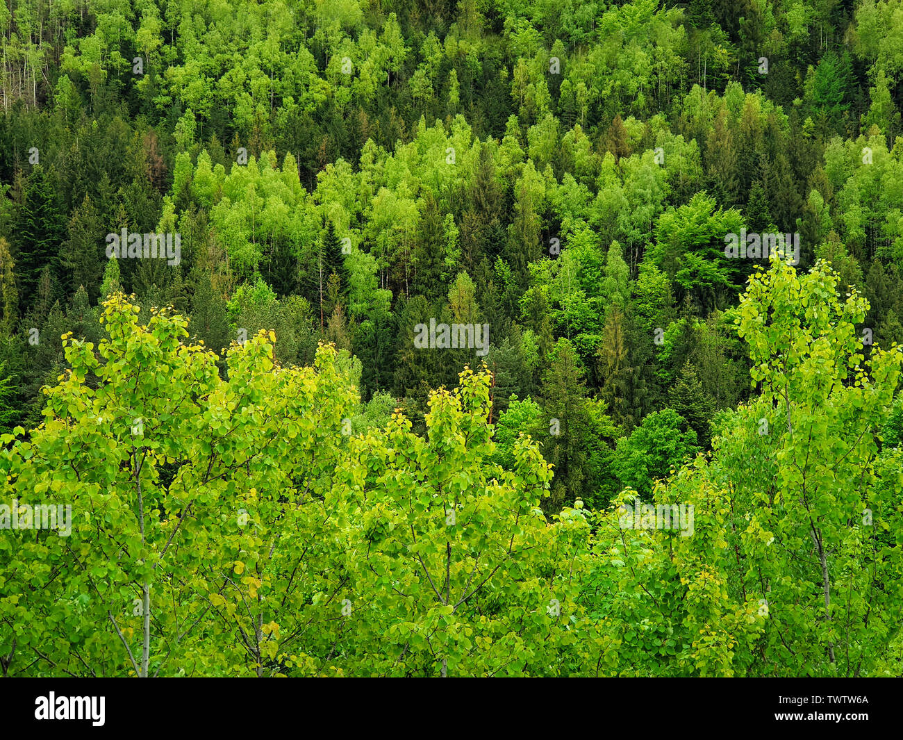 Spring forest texture with different shades of green. Lot of trees on ...