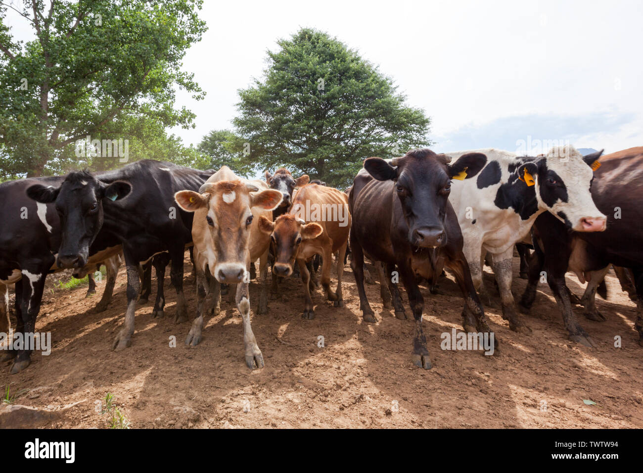 Cows standing together Stock Photo - Alamy