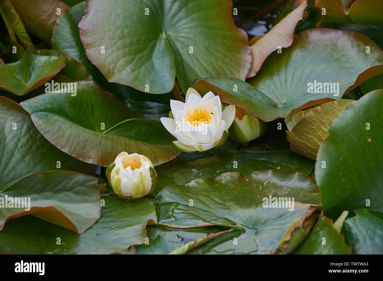 water lily pads and blooms Stock Photo - Alamy
