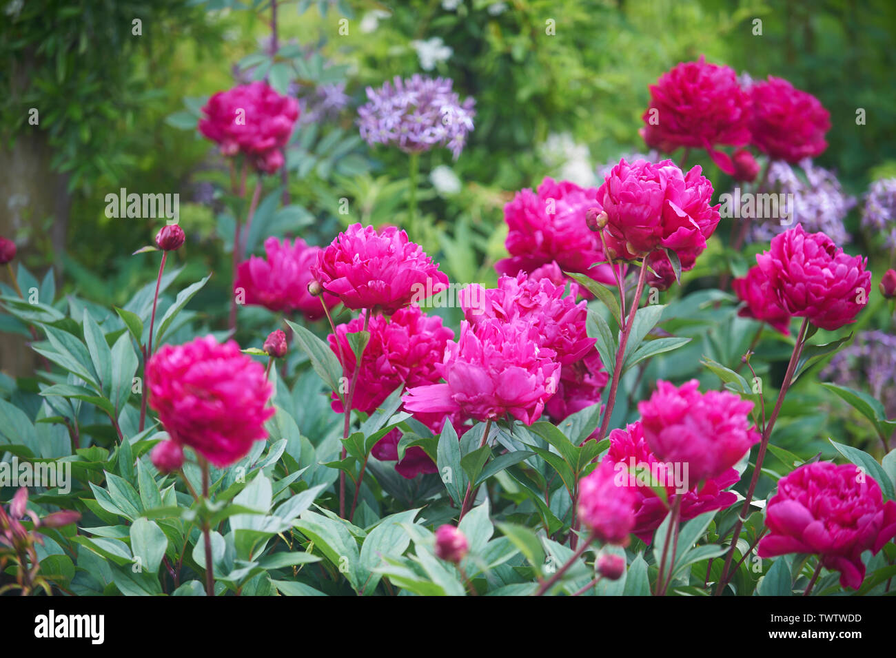 Peonies blooming in an English country garden Stock Photo - Alamy