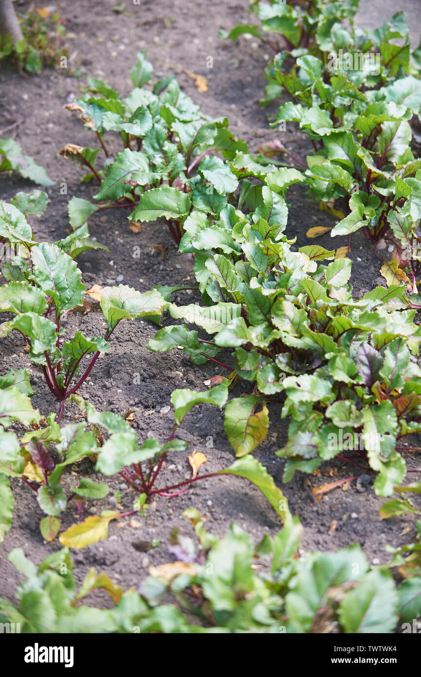 Cottage garden beet hi-res stock photography and images - Alamy