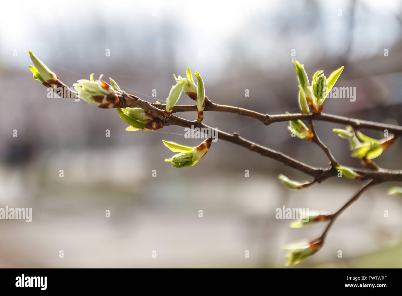 Young leaves, buds and shoots on a tree branch in spring in the ...
