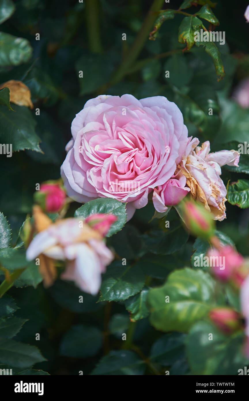 Fragrant Hybrid Tea Rose bush in flower in the summer sunshine Stock ...