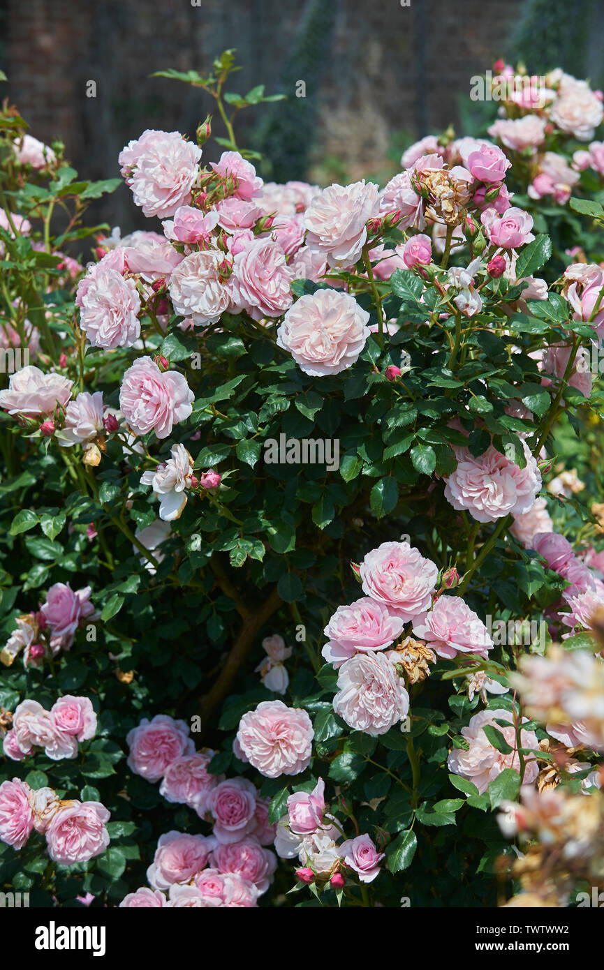 Fragrant Hybrid Tea Rose bush in flower in the summer sunshine Stock ...