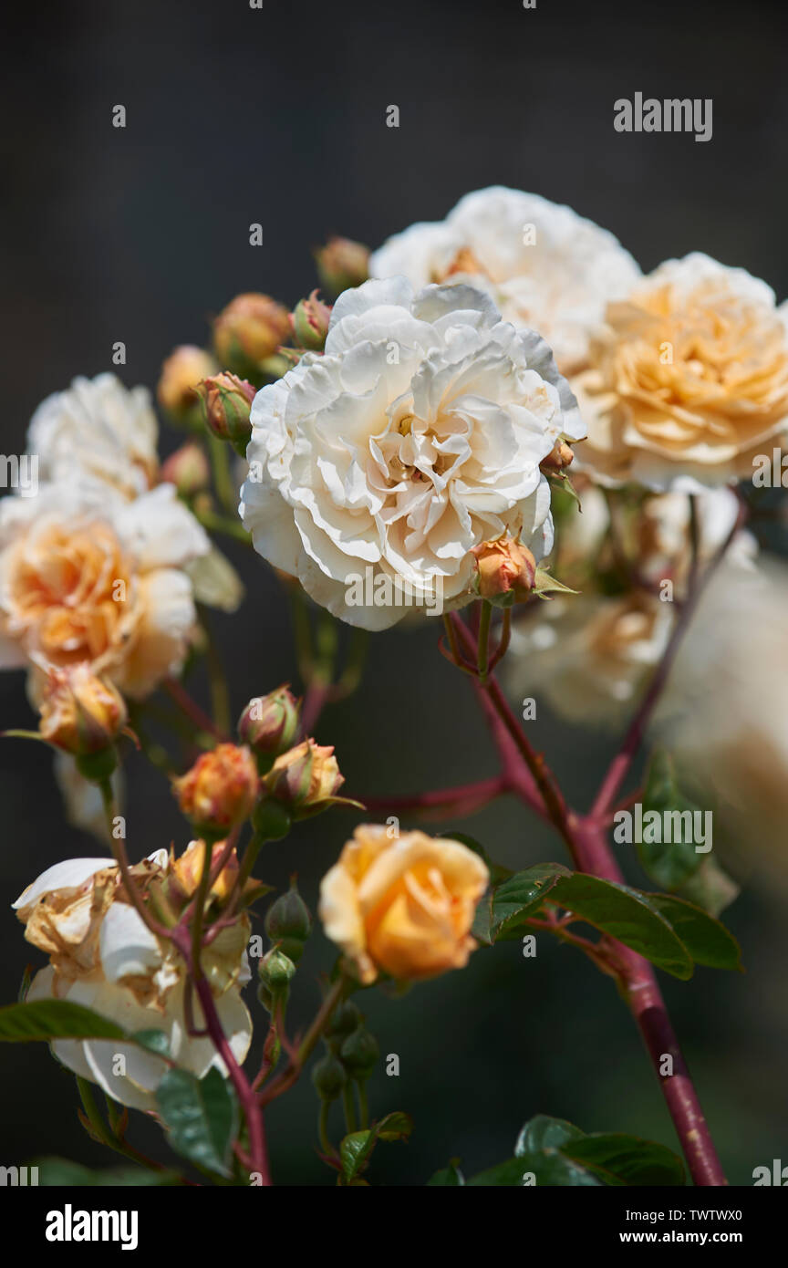 Fragrant Hybrid Tea Rose bush in flower in the summer sunshine Stock ...