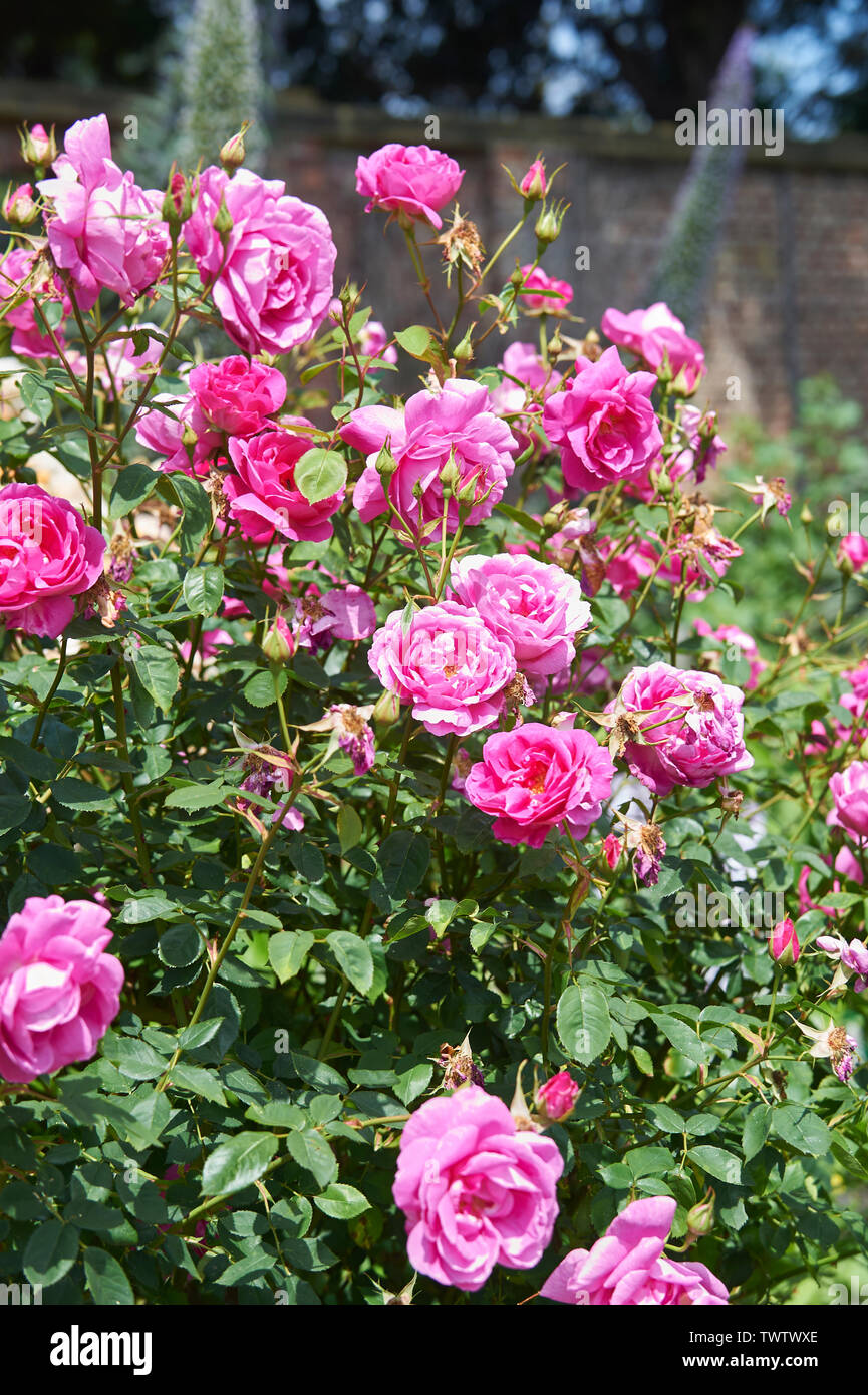Fragrant Hybrid Tea Rose bush in flower in the summer sunshine Stock ...