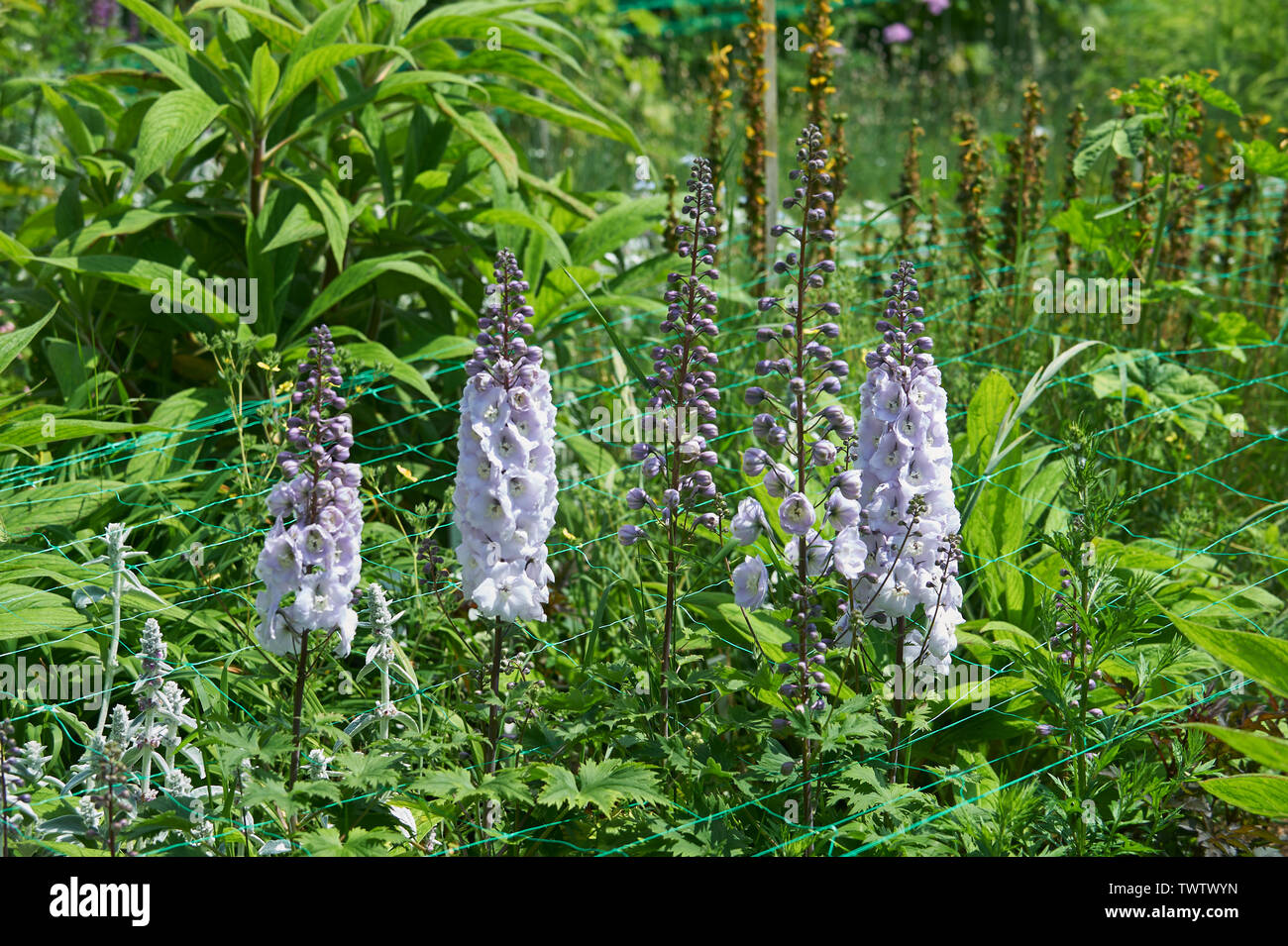 Flower stock scented matthiola incana hi-res stock photography and ...