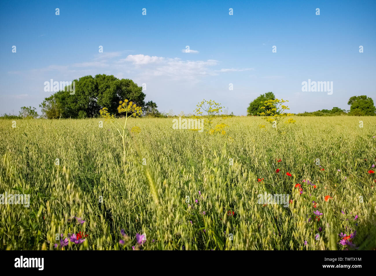 Oat tree hi-res stock photography and images - Alamy