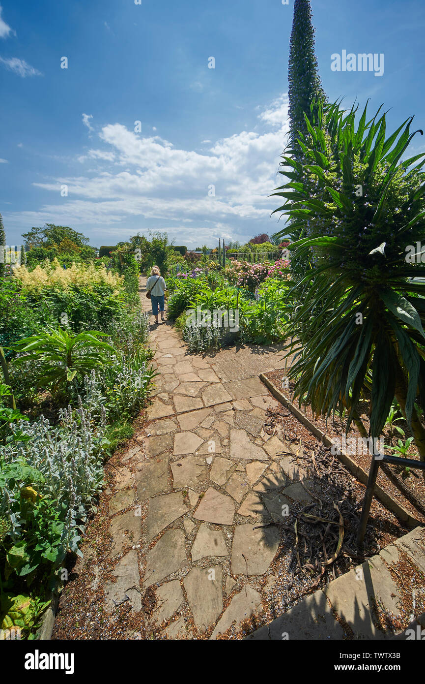 Echium pininana also known as giant viper's bugloss Blue Steeple (Tower ...