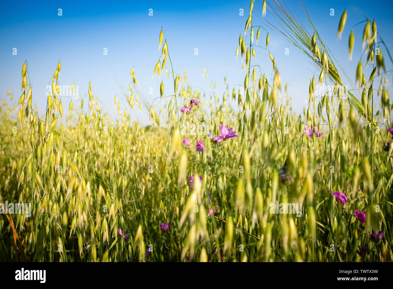 Oat straw hi-res stock photography and images - Alamy