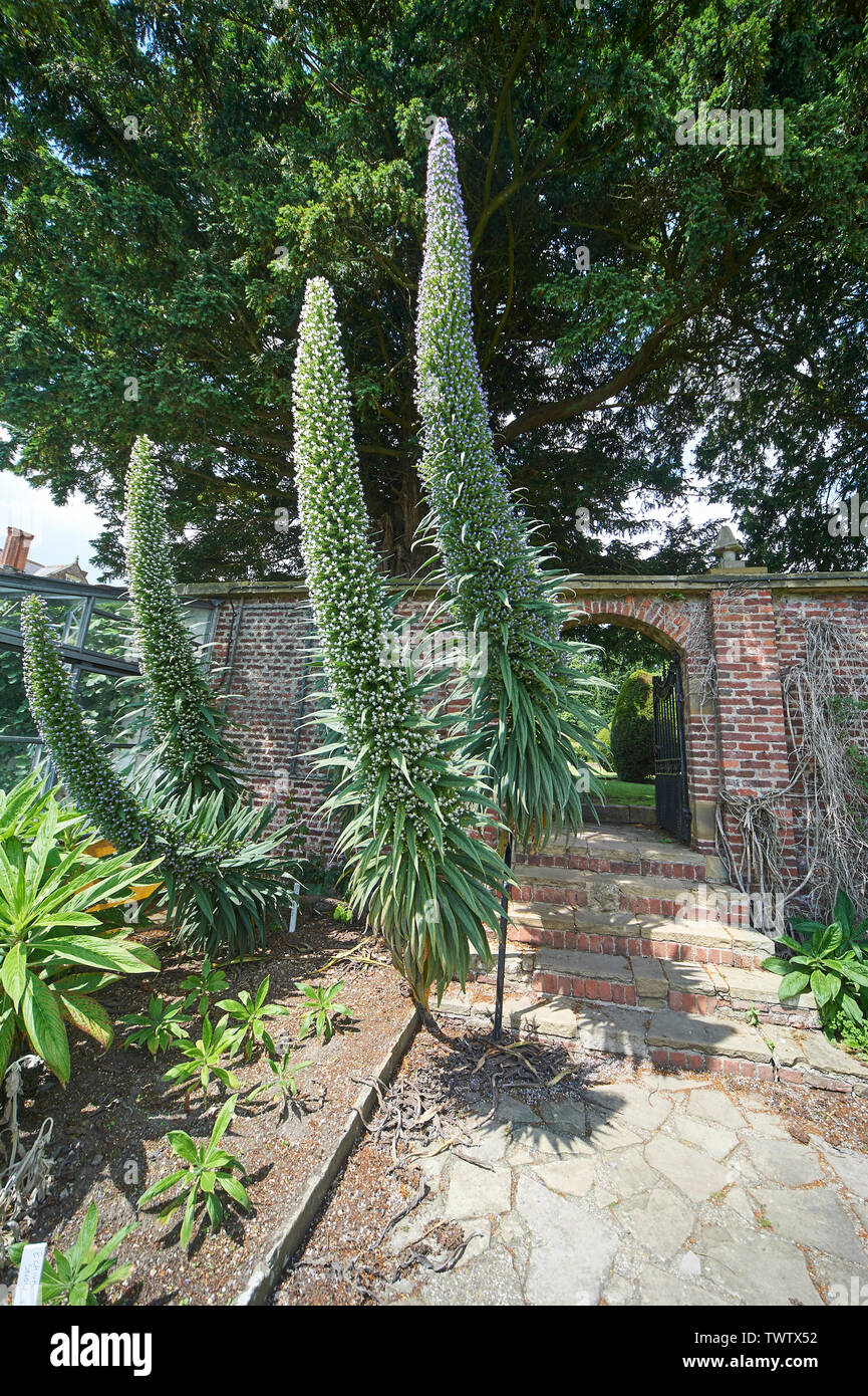 Echium pininana also known as giant viper's bugloss Blue Steeple (Tower ...