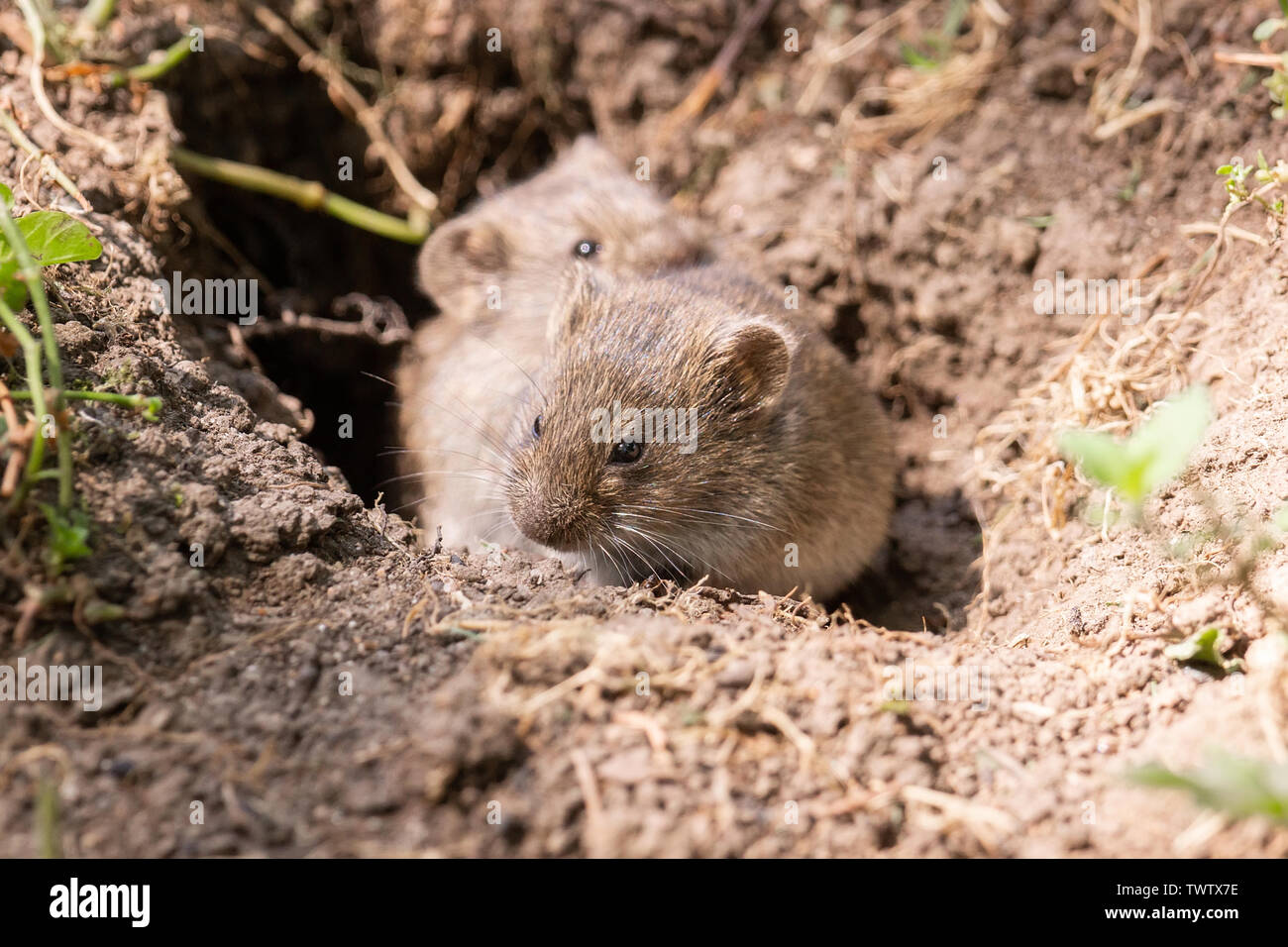 Striped field mouse sitting on fallen tree in park in autumn. Cute ...