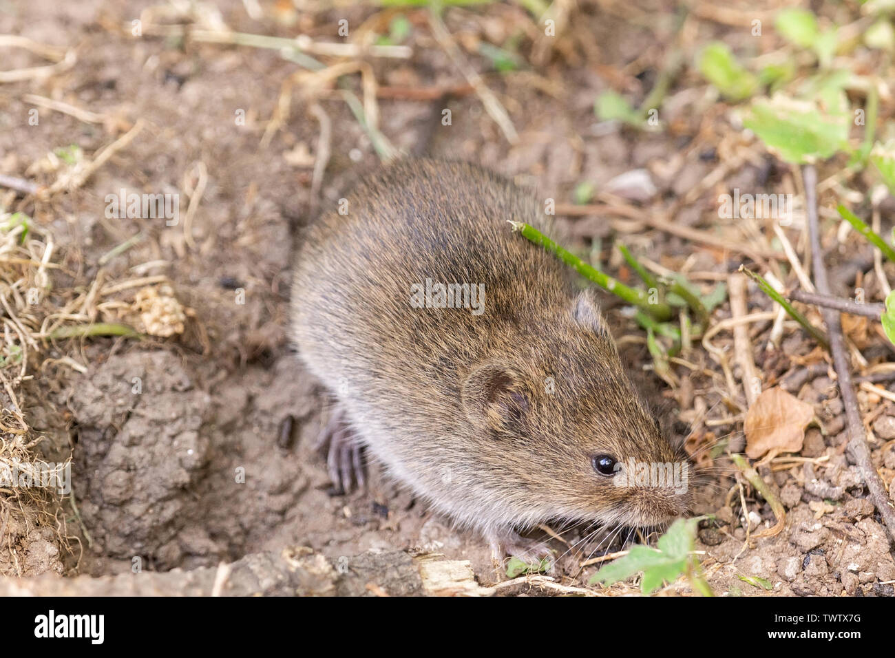 Striped field mouse sitting on fallen tree in park in autumn. Cute ...