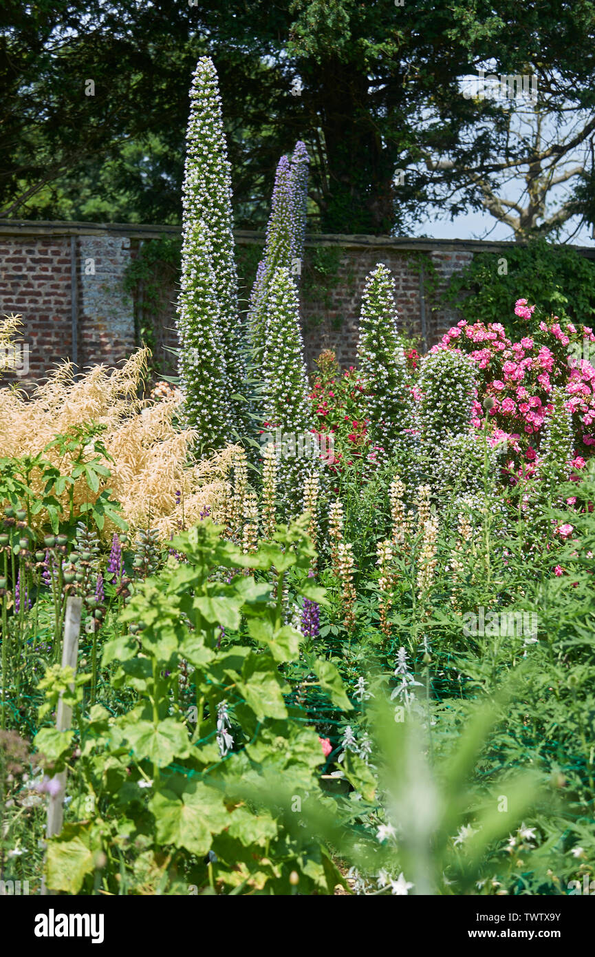 Echium pininana also known as giant viper's bugloss Blue Steeple (Tower ...