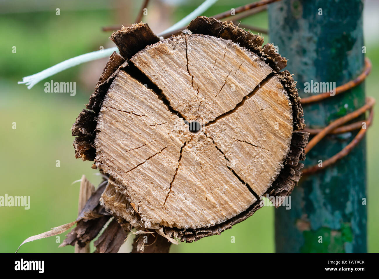 Tree rings showing growth pattern hi-res stock photography and images ...