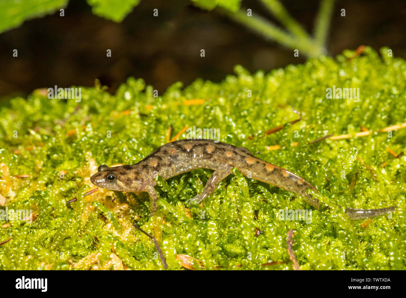 Blue ridge dusky salamander - Desmognathus orestes Stock Photo - Alamy
