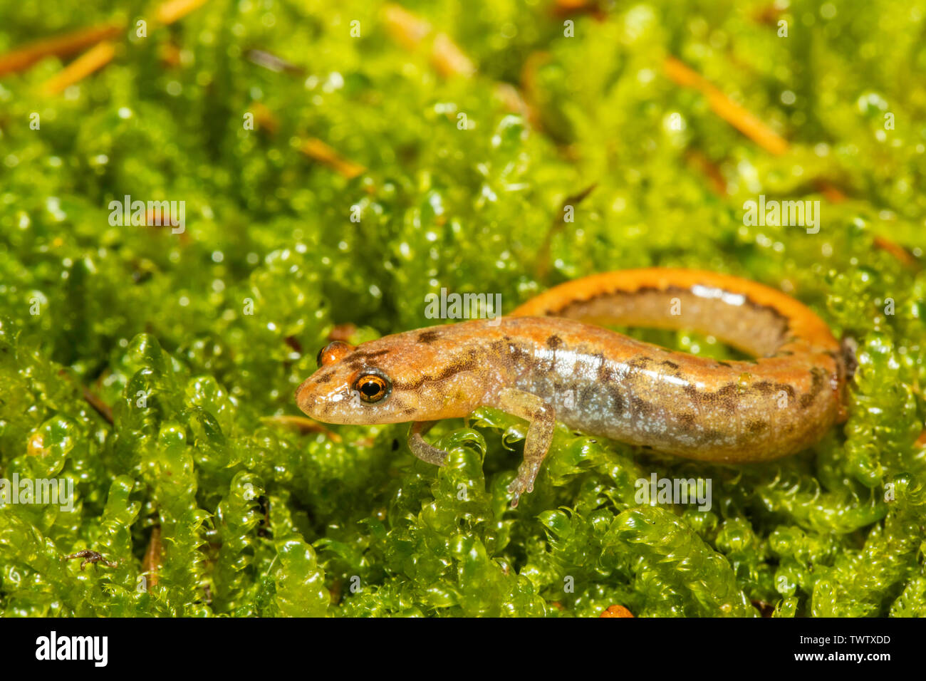 Blue ridge dusky salamander - Desmognathus orestes Stock Photo - Alamy