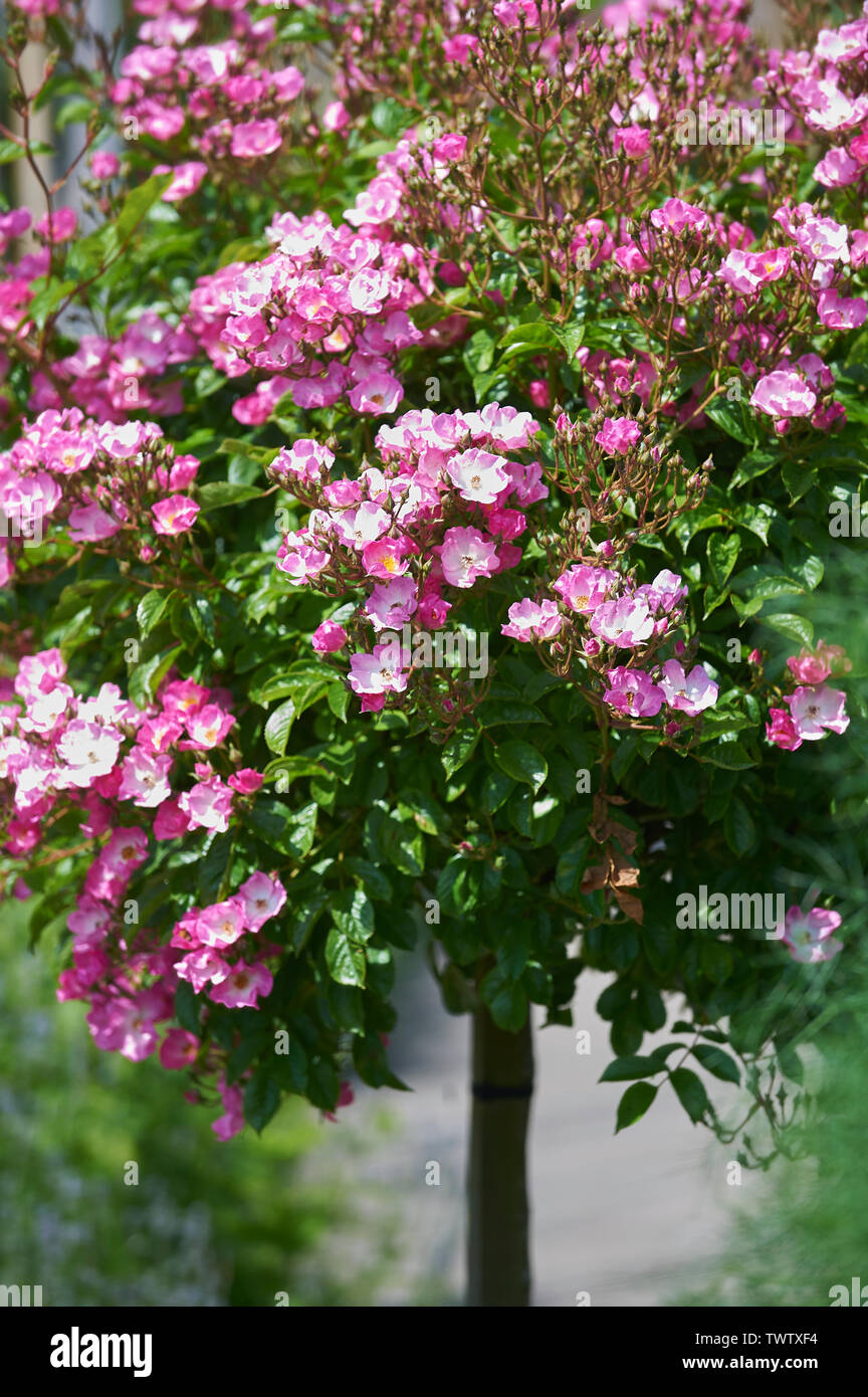 Ballerina rose hi-res stock photography and images - Alamy