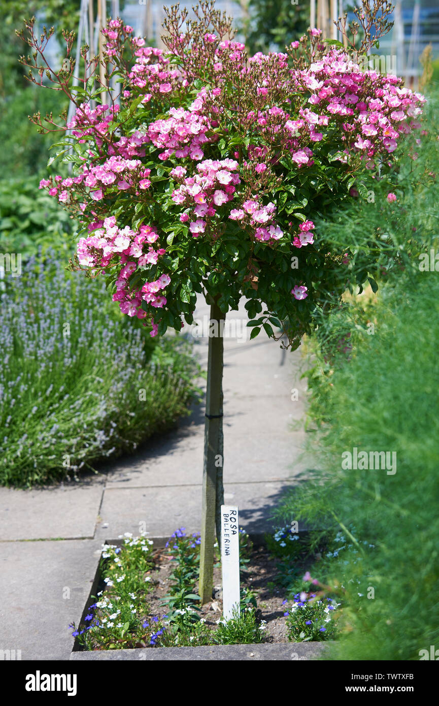 Standard Rose (Rosa ballerina Stock Photo - Alamy