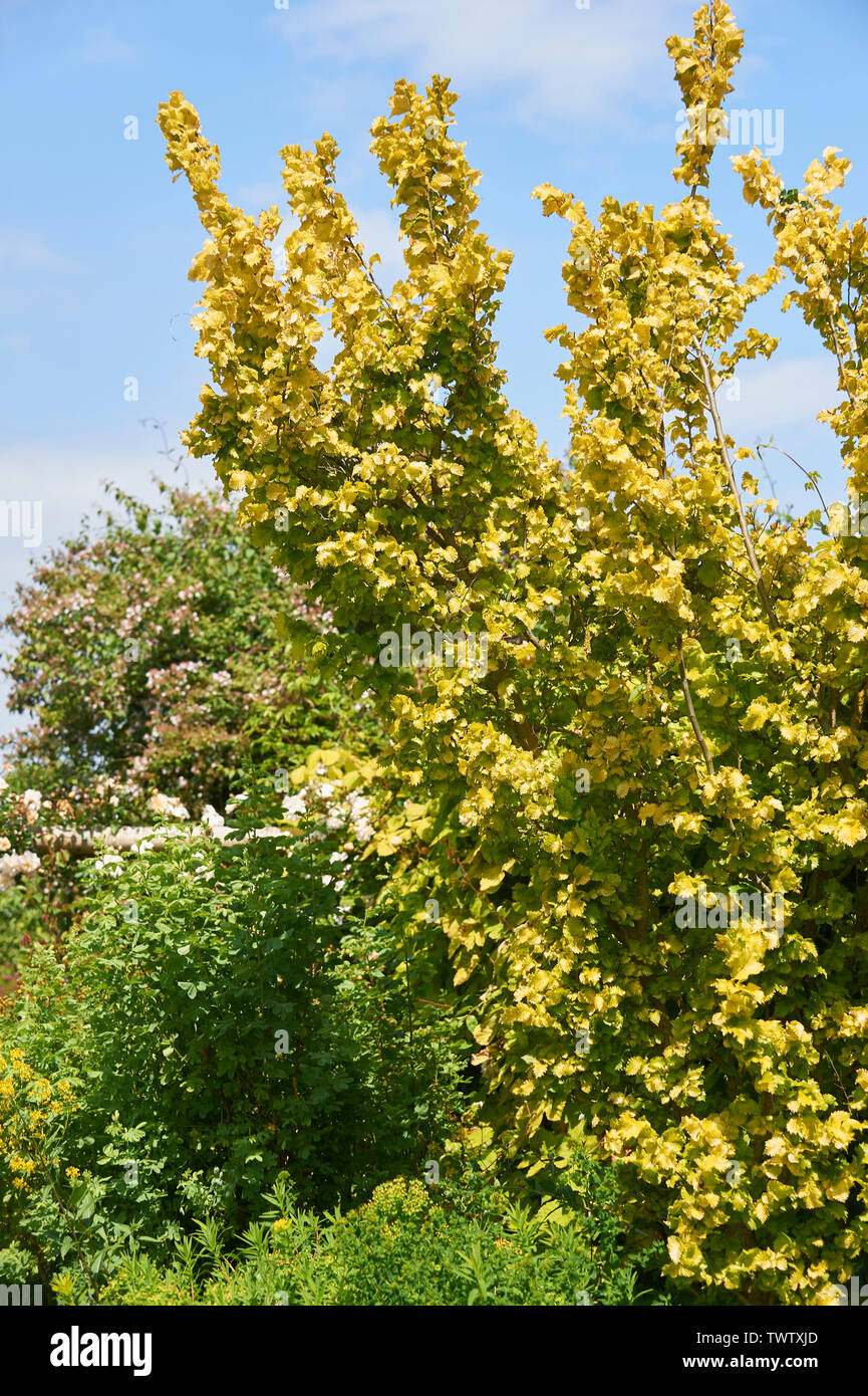 Golden elm hi-res stock photography and images - Alamy